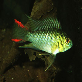 Apistograma hoignei | Expobusiness